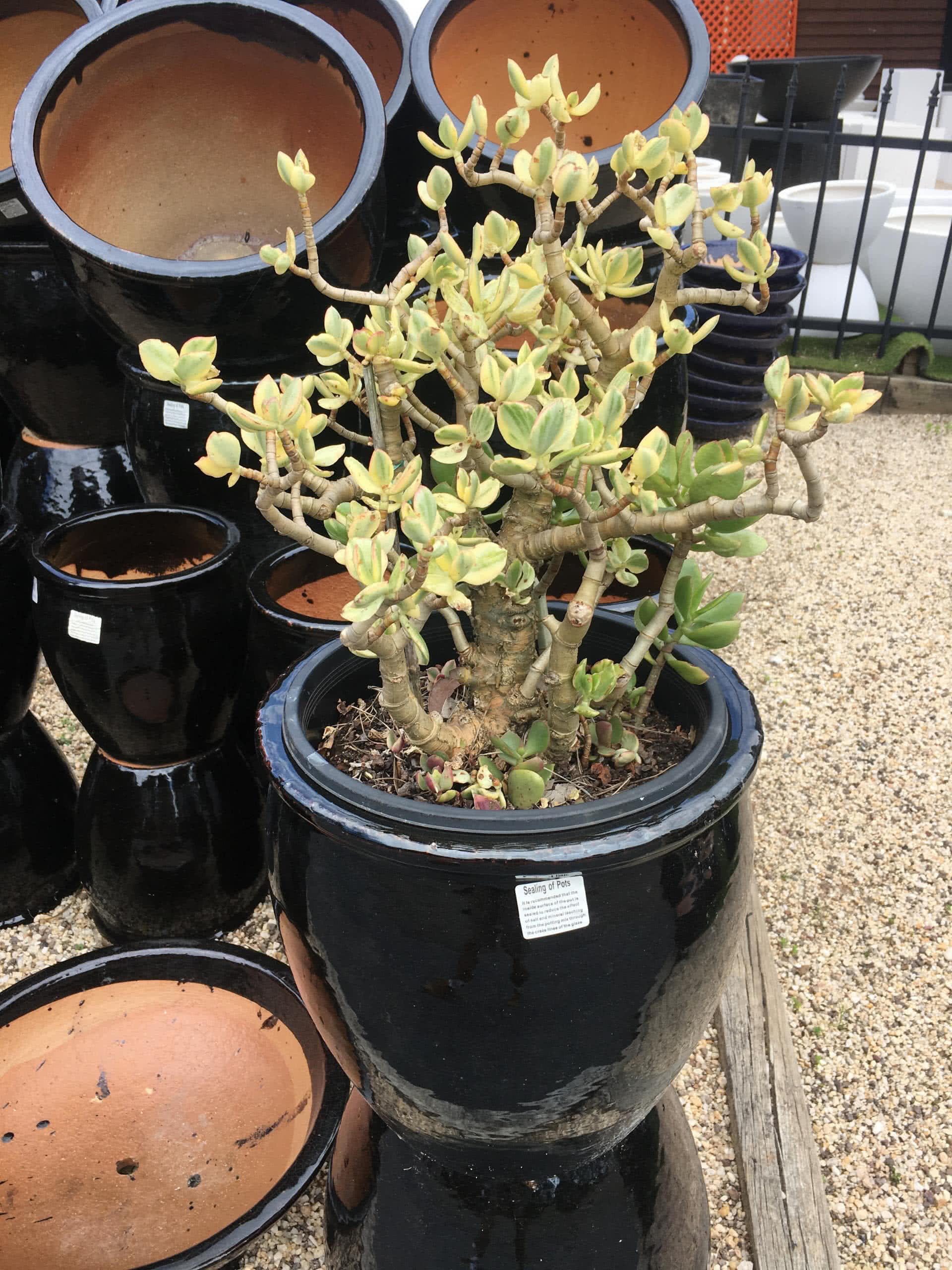 Glazed Pots Gallery | Pots Wholesale Direct